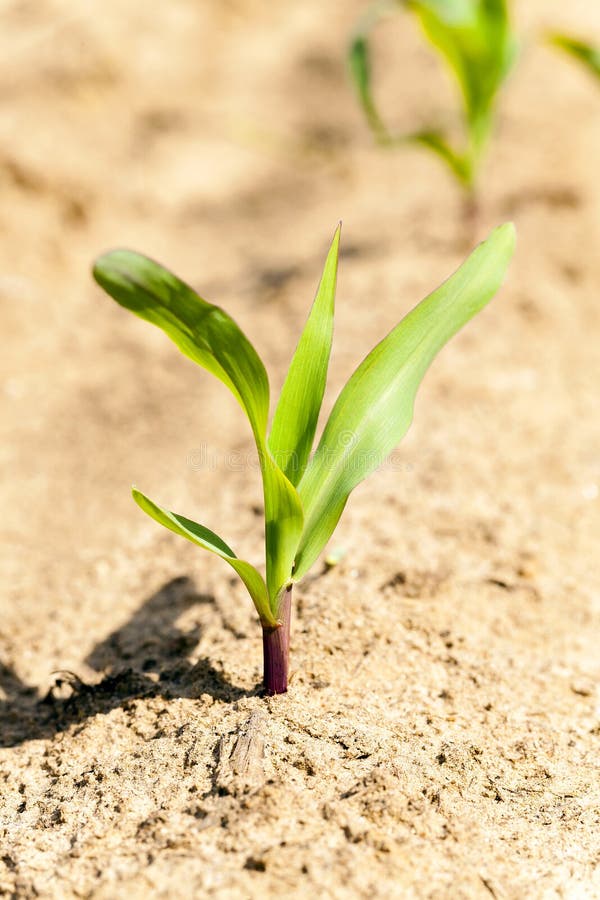 Corn sprout stock image. Image of flora, grow, fields - 31963323