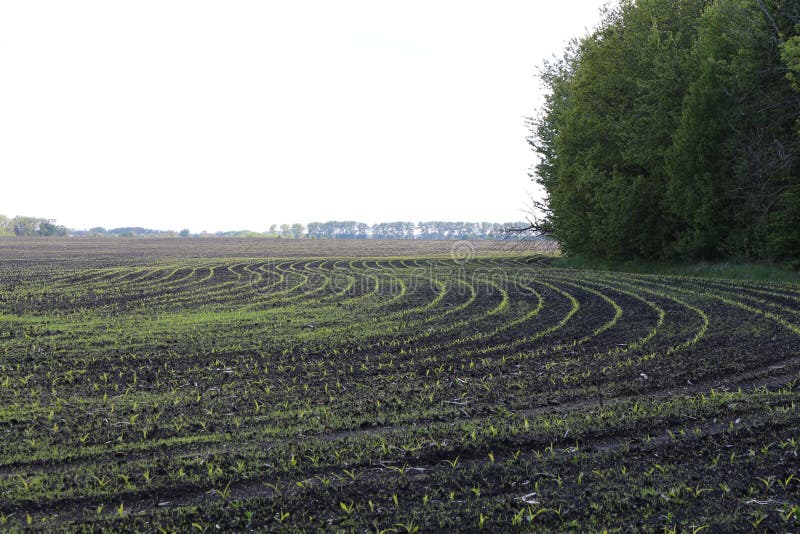 Corn Sprouted in a Spring Field Stock Photo - Image of sprig, field ...