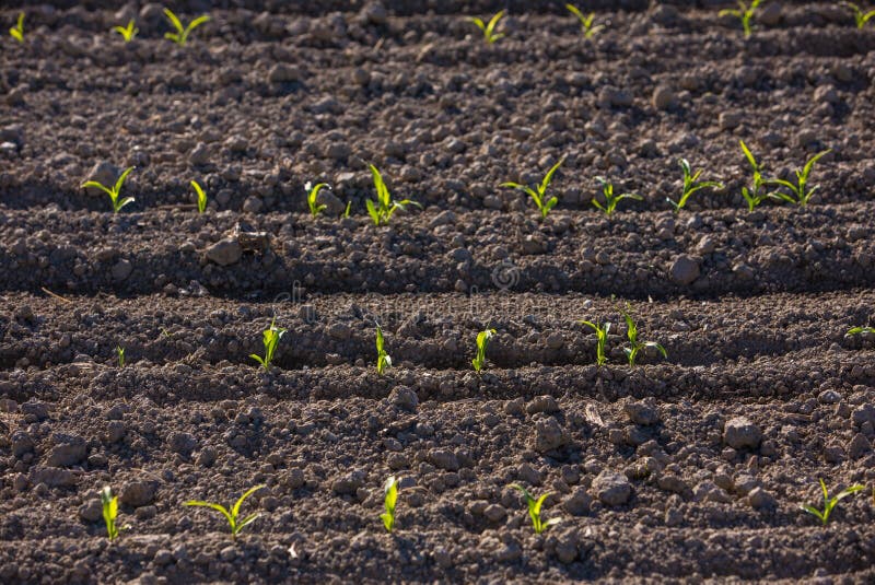 Corn sprouting at a farm stock image. Image of food, farming - 62518677
