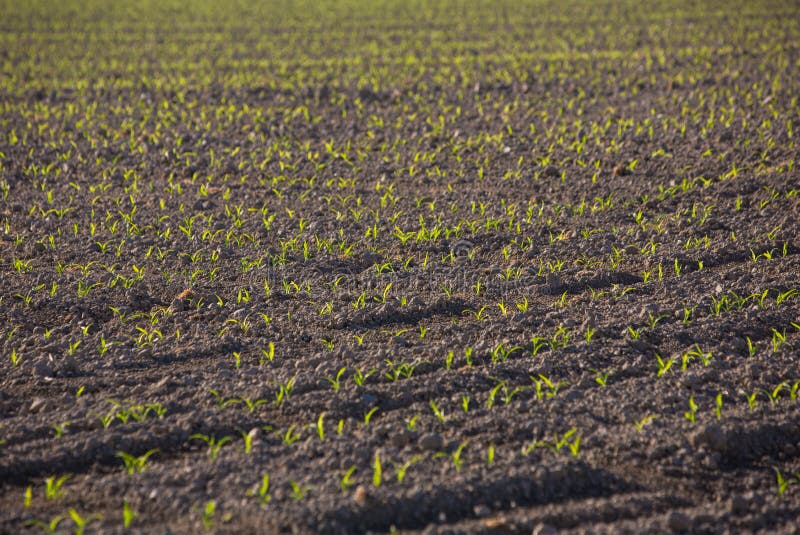 Corn sprouting at a farm stock image. Image of growing - 62518561