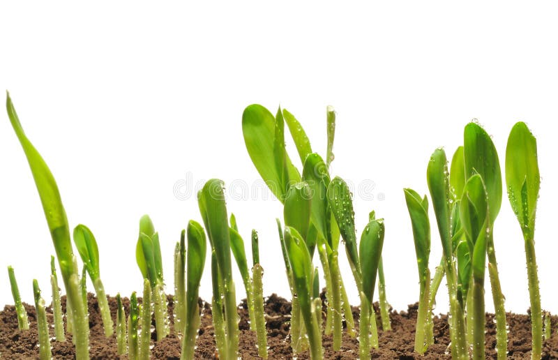 Corn sprouts stock image. Image of stem, lawn, sprouts - 8703301