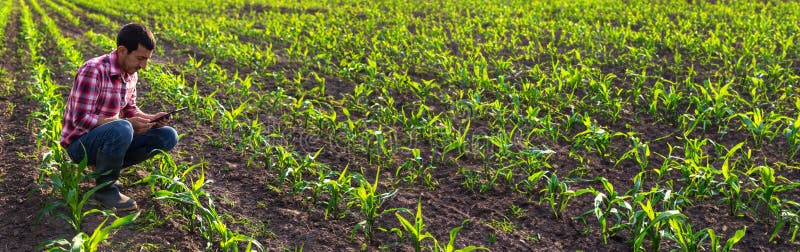 Corn Sprouts on the Field Grow in the Hands of the Farmer. Selective ...