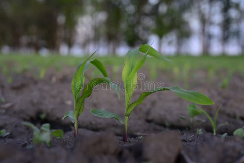 Corn sprouts on the field stock photo. Image of gardening - 148033066