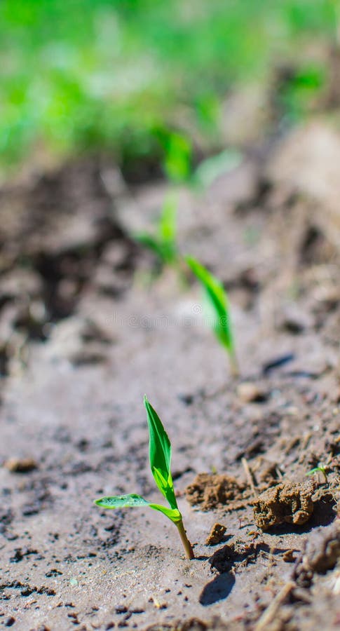 Corn sprouts field stock photo. Image of manufacturing - 118441548