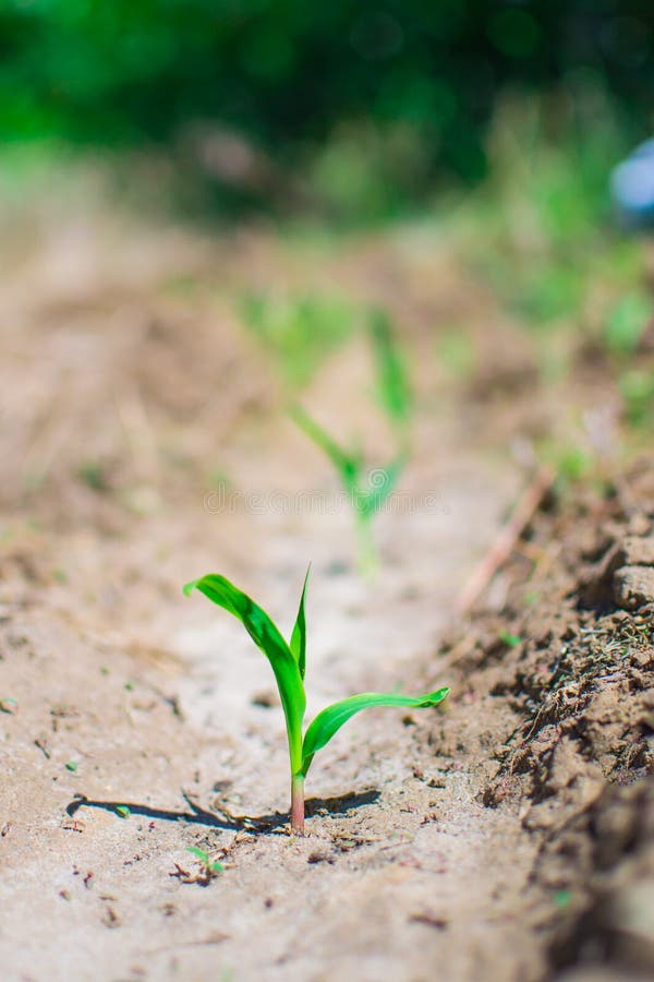 Corn sprouts field stock photo. Image of organic, corn - 118442456