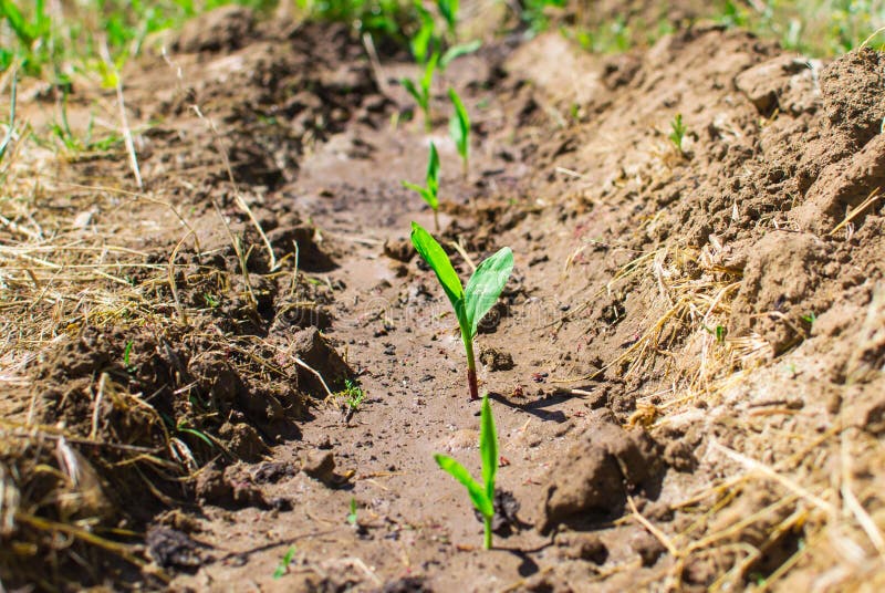Corn sprouts field stock photo. Image of farm, harvest - 120842270