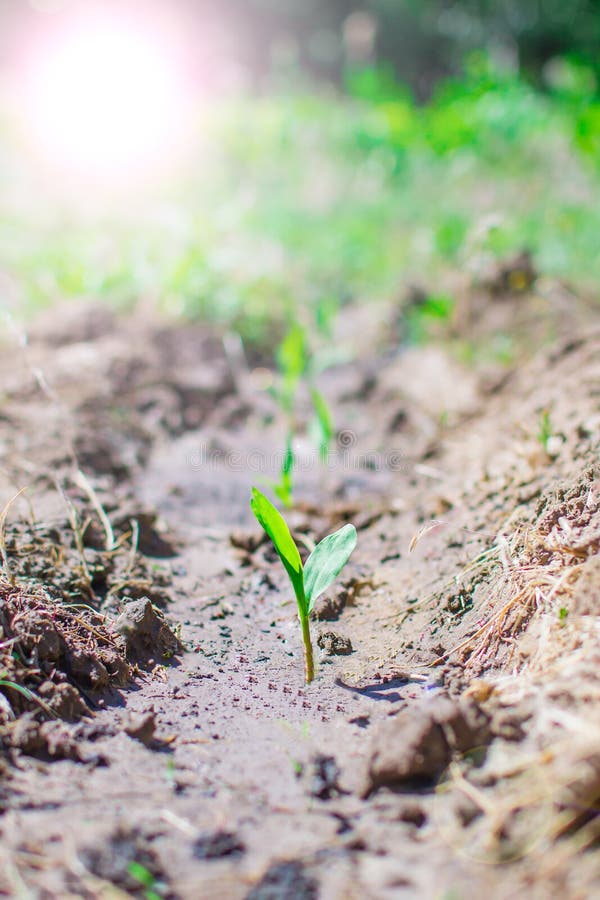 Corn sprouts field stock photo. Image of health, business - 132136686