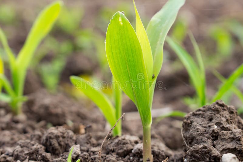 Corn sprouts stock photo. Image of field, agriculture - 221316128