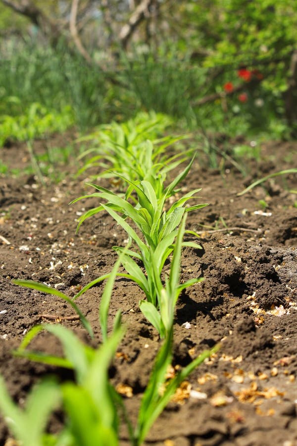 Corn Sprouts in the Garden. Stock Image - Image of vegetable, nature ...