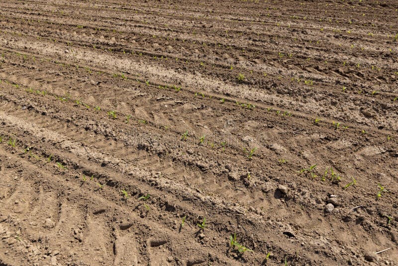Corn Sprouts in Sunny Spring Weather Stock Photo - Image of weather ...