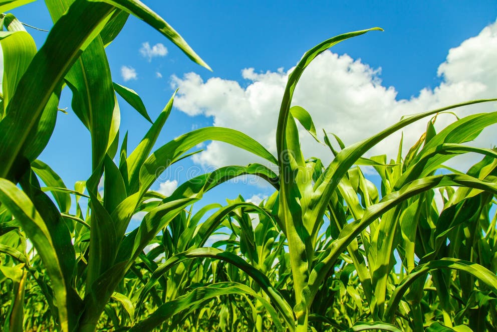 Corn Sprouts View from the Bottom Stock Photo - Image of botany, leaves ...