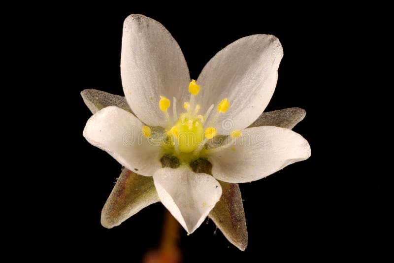 Corn Spurrey Spergula Arvensis. Flower Closeup Stock Image - Image of ...