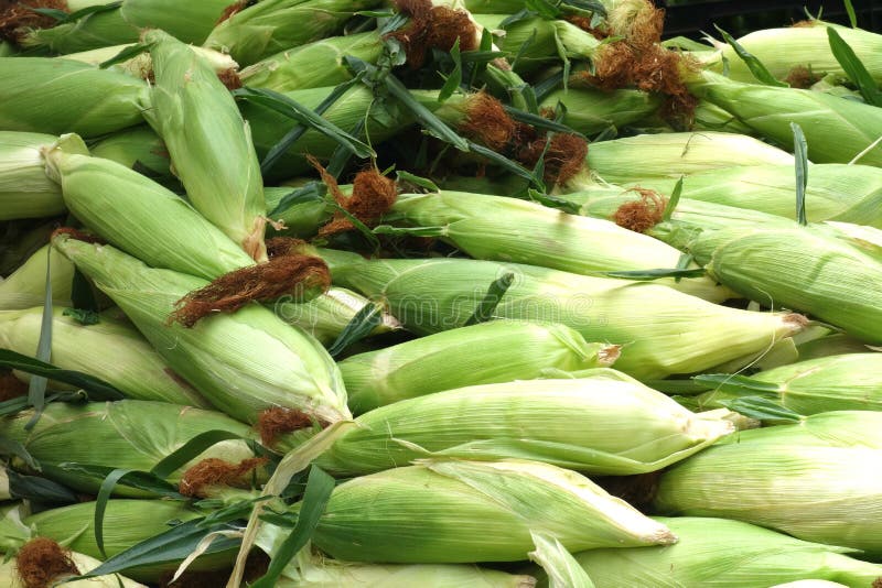 Corn stock photo. Image of stalk, vegetable, cornstalk - 43120136