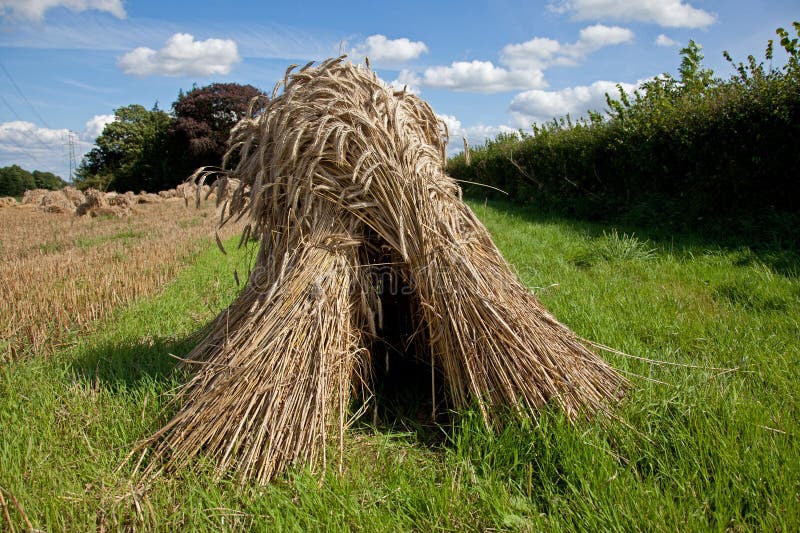 Corn Stacks stock photo. Image of cornstack, farming - 27165512