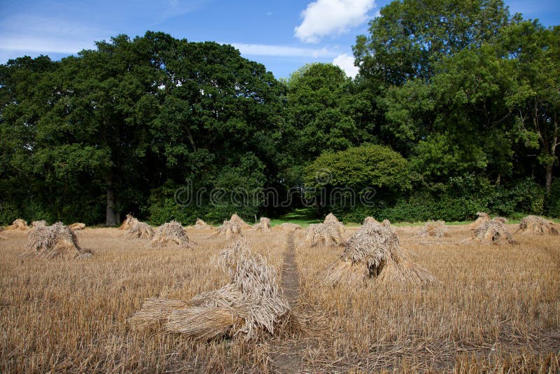 Corn Stacks stock photo. Image of cornstack, farming - 27165512
