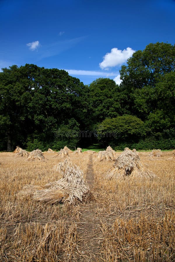 Corn Stacks stock image. Image of cornstack, corn, bundle - 27165731