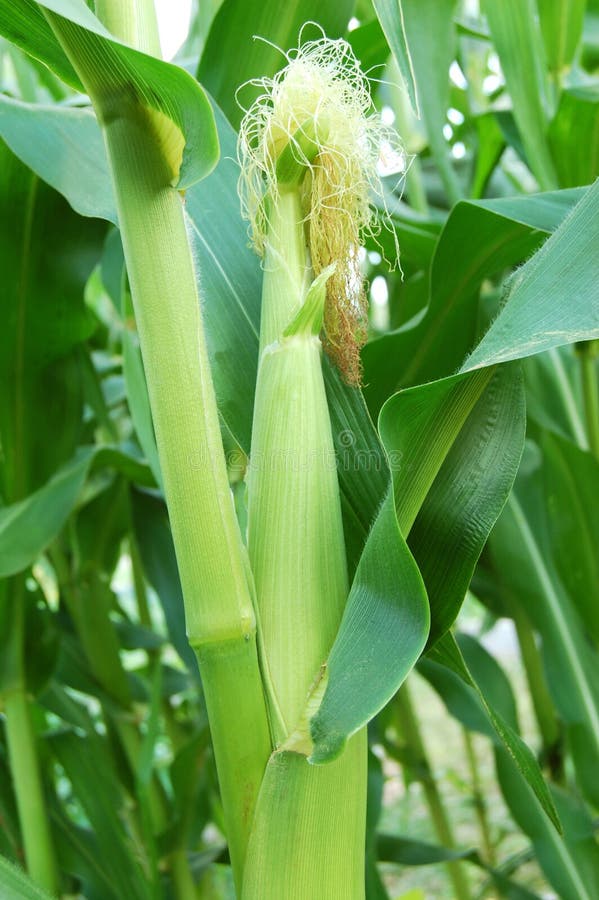 Corn stalk stock photo. Image of stalk, energy, nature - 10617696