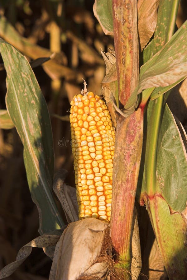 Corn on the Stalk stock photo. Image of farmer, crop, corn - 1314424