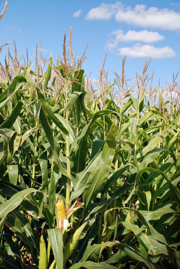 Corn on the stalk stock image. Image of country, field - 15820799