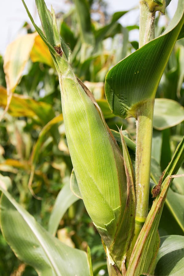 Corn on the stalk stock image. Image of summer, landscape - 20824867