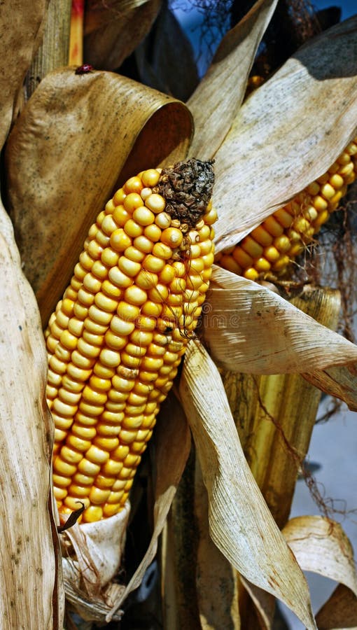 Corn Stalk stock photo. Image of colorful, corn, kernel - 21396454