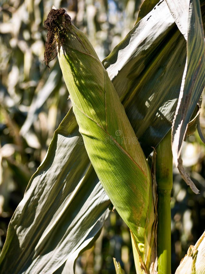 Corn on stalk stock photo. Image of corn, farming, rural - 21497452