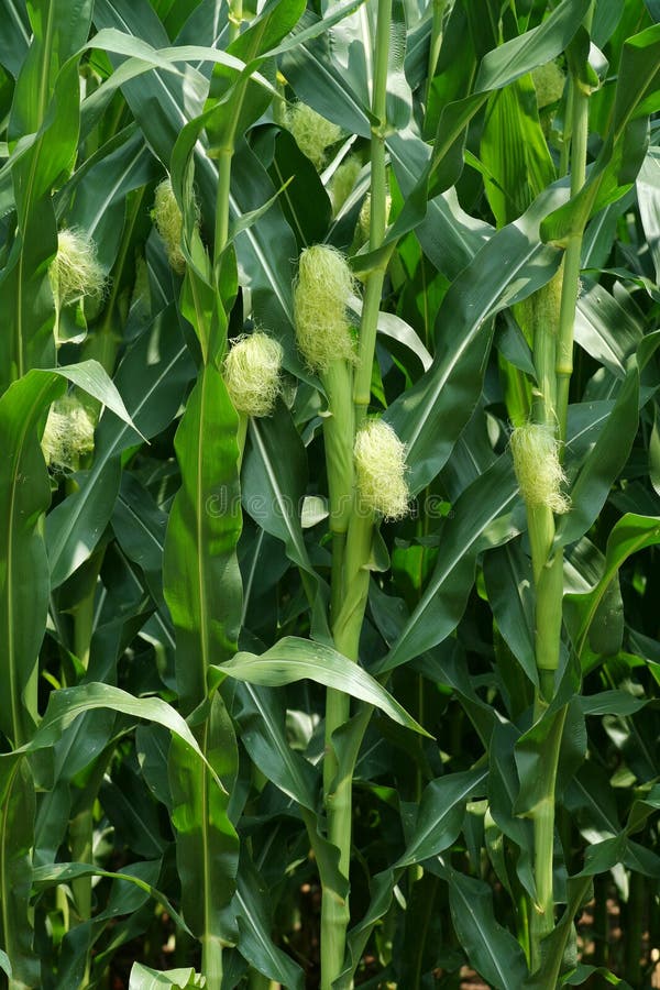 Corn on the stalk stock photo. Image of food, grain, texture - 2951720