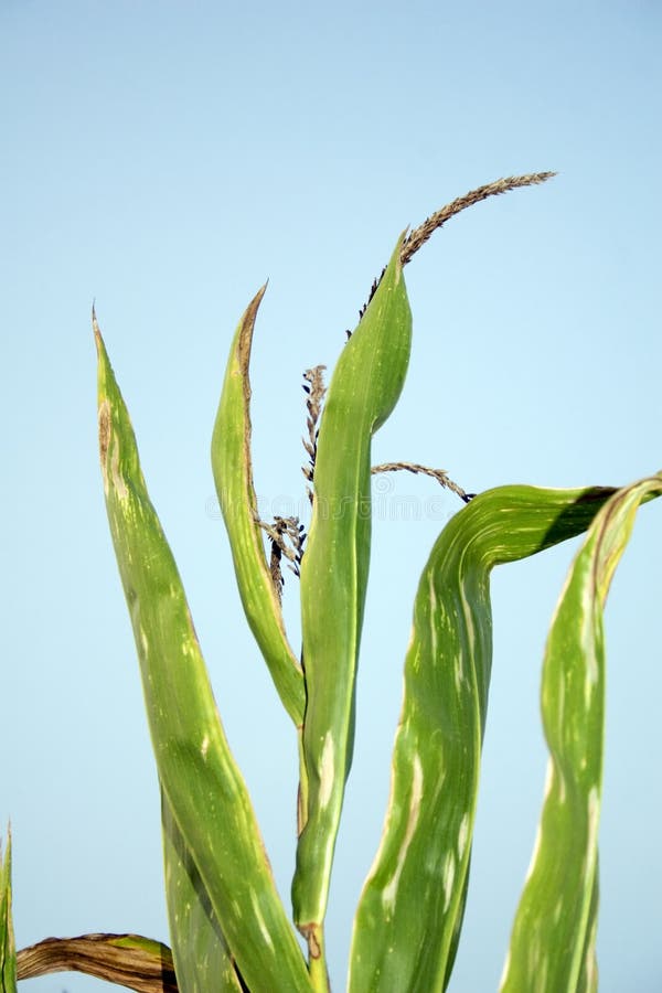 Corn Stalk Against Blue stock image. Image of feast, golden - 3221369