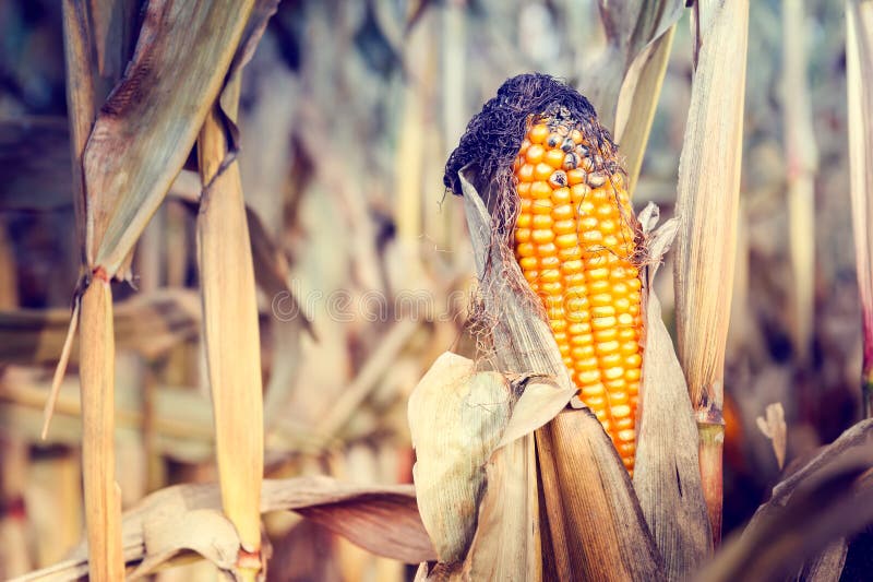 Corn on the Stalk. Agricultural Field at Harvest Stock Photo - Image of ...