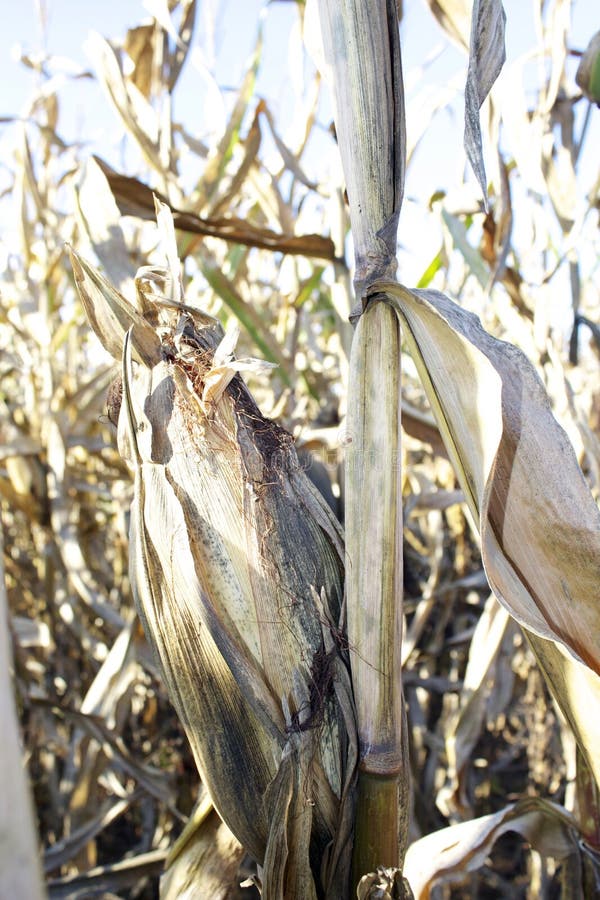Corn Stalk stock photo. Image of kernel, brown, cornfield - 34649226