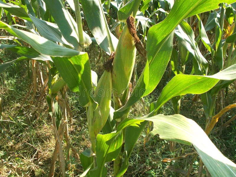 Corn in the Stalk at Corn Field Stock Photo - Image of kernels, healthy ...
