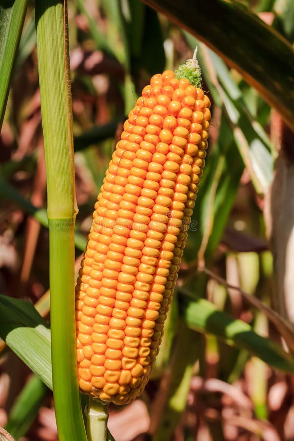 Corn on the Stalk. Ear of Yellow Corn on the Stalk Stock Photo - Image ...
