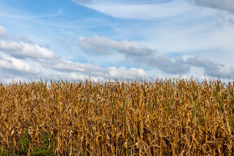 Corn Stalk on a Farm stock photo. Image of field, peel - 87397788