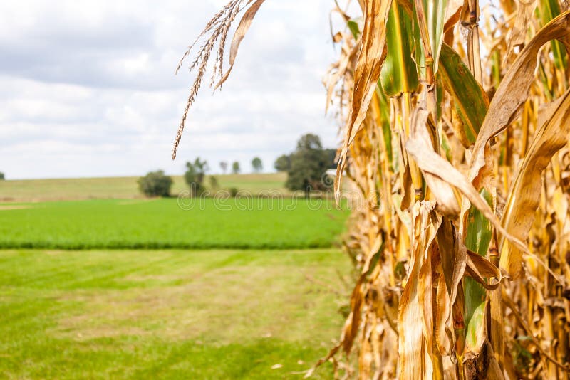 Corn Stalk on a Farm stock image. Image of harvest, countryside - 87397803