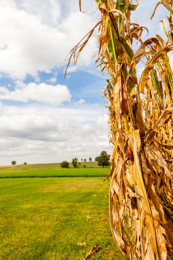 Corn Stalk on a Farm stock photo. Image of maize, stalk - 87397830