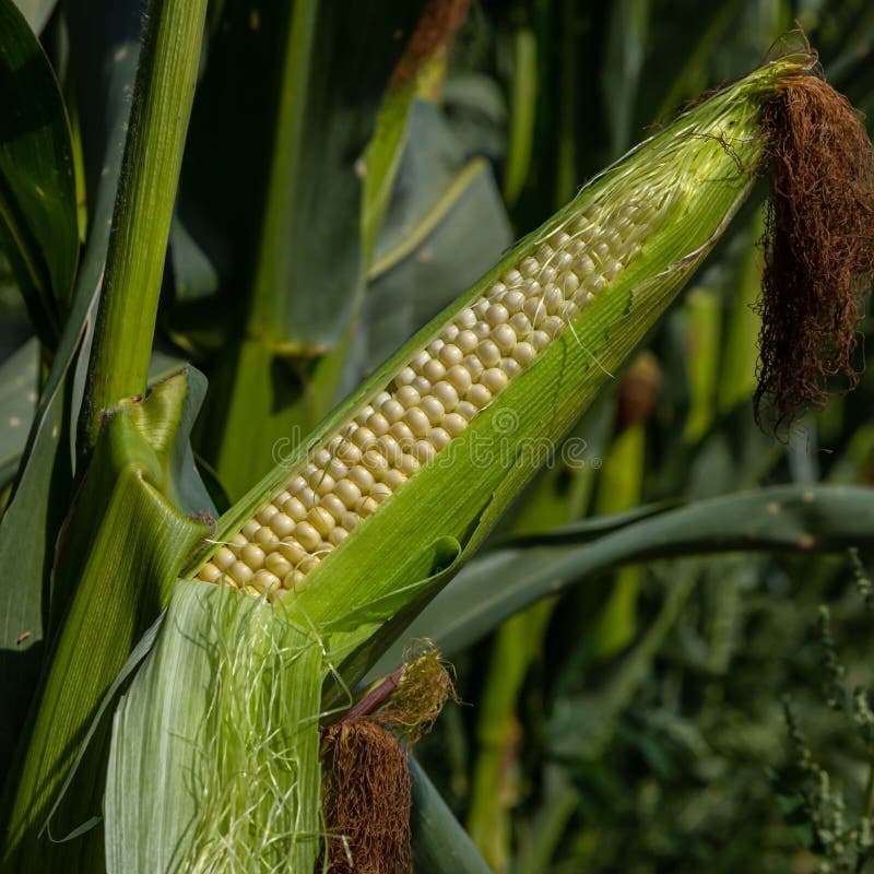 Corn on the Stalk in the Field Stock Photo - Image of health, diet ...