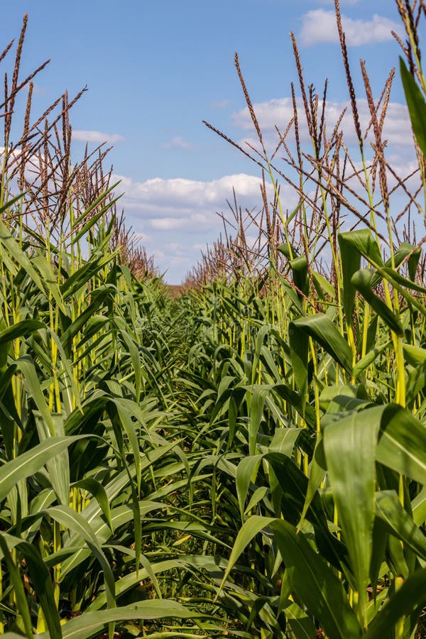 Corn on the Stalk in the Field Stock Image - Image of freshness ...