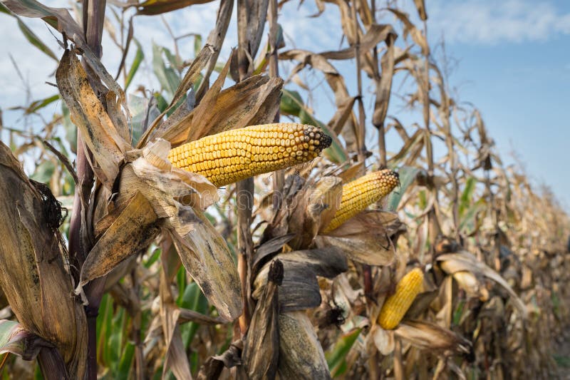 Corn on the stalk stock photo. Image of nature, environment - 44846578