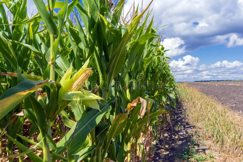 Corn on the Stalk in the Field. Close Up Stock Image - Image of fresh ...