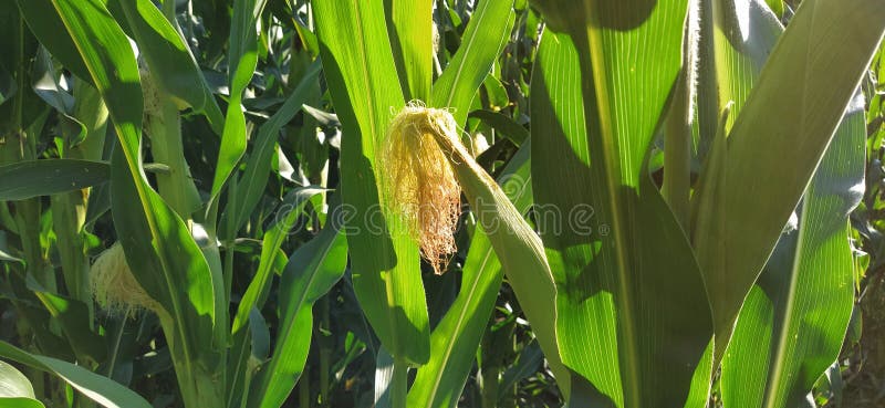 Flowering and Fruiting of Populus Trichocarpa Stock Photo - Image of ...