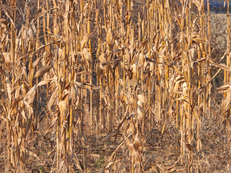 Corn stalk stock photo. Image of plant, stalk, farm - 352864792