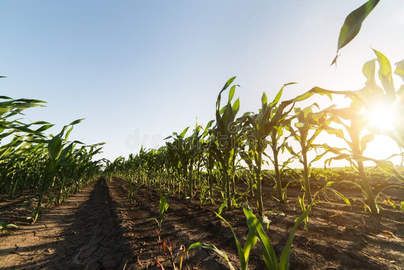 Corn on Stalk in Field before Harvest Stock Photo - Image of organic ...