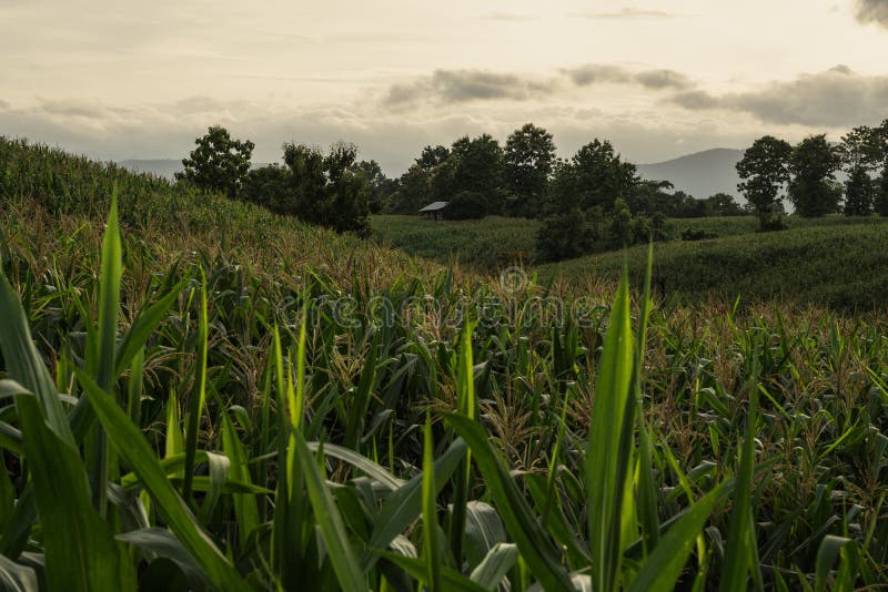 Corn on the Stalk in the Field on Rain Season Stock Photo - Image of ...