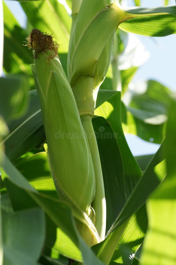 Corn on stalk stock image. Image of green, sunny, stalk - 62740429
