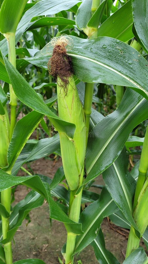Corn Stalk in Indiana stock image. Image of green, crop - 389325197