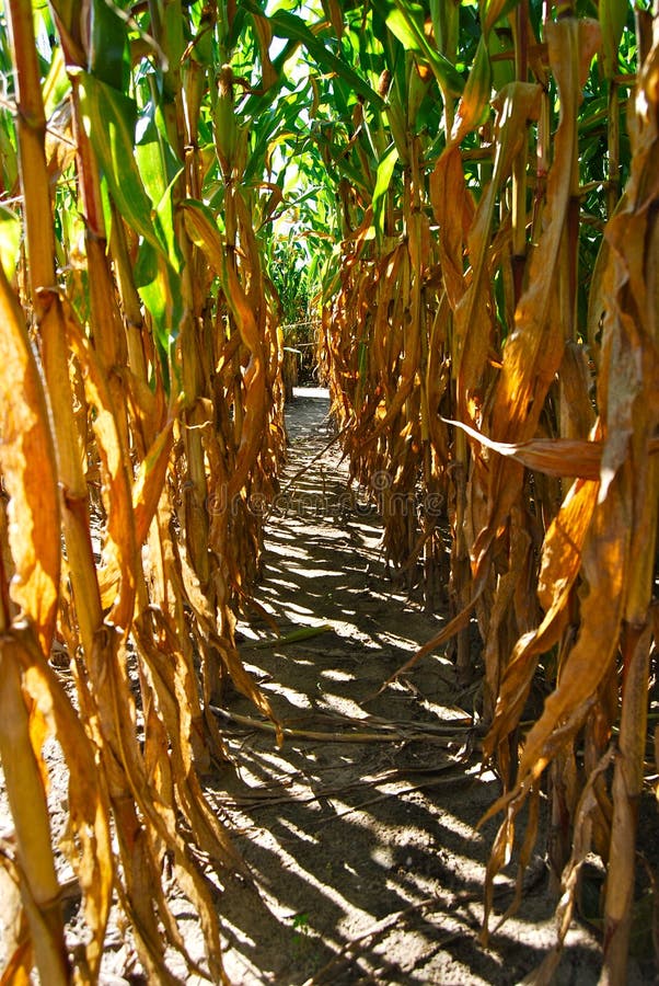 Corn stalk Maze aisle stock photo. Image of colors, brown - 22043534