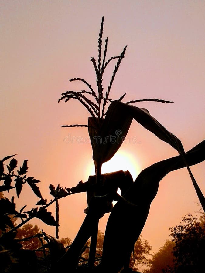 Corn stalk stock image. Image of stalk, corn, evening - 135591479