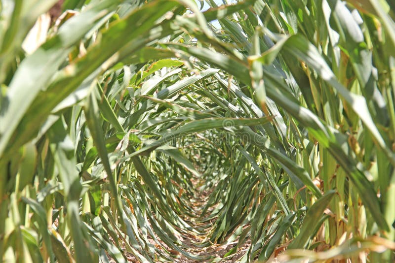 Corn on the stalk dry corn stock photo. Image of landscape - 242941708