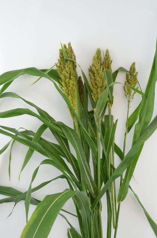 Corn on the stalk dry corn stock photo. Image of closeup - 242941702