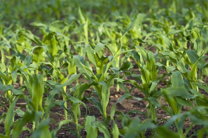 Corn Stalks stock image. Image of agriculture, backdrop - 10656663
